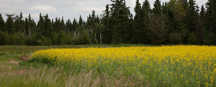 Agricultural land for sale in AB, Thorhild County | Ritchie Bros ...